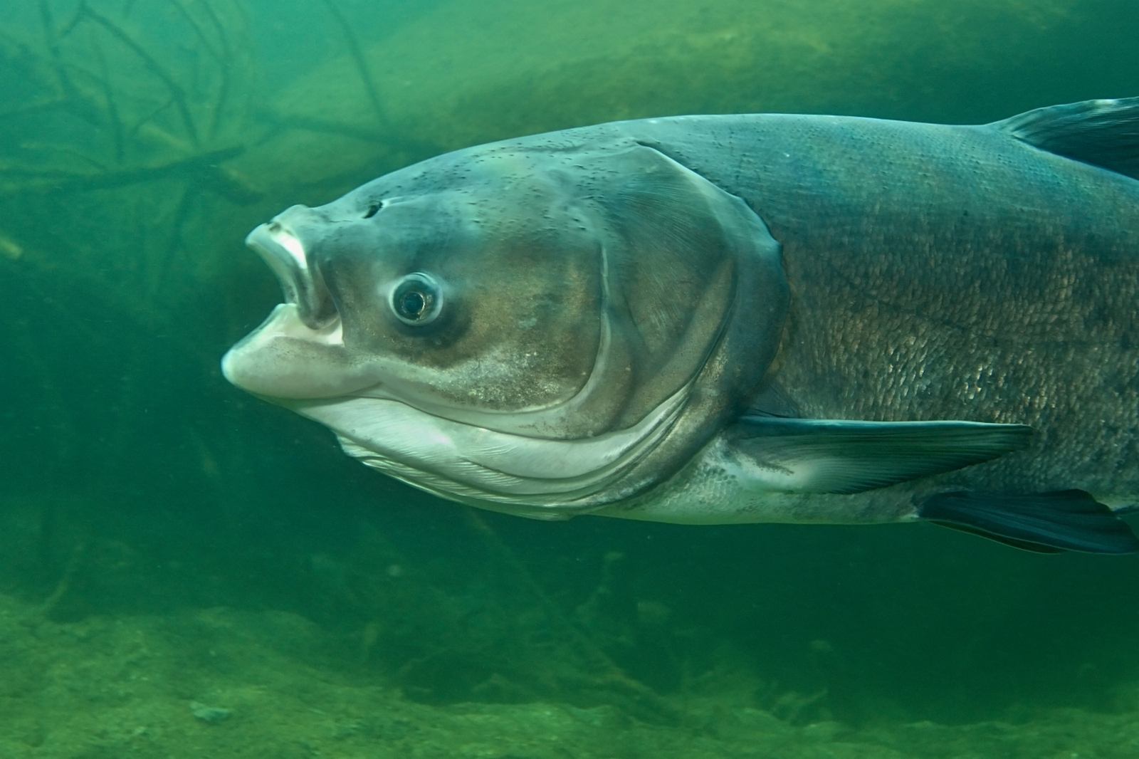 Hypophthalmichthys nobilis (Richardson, 1845)